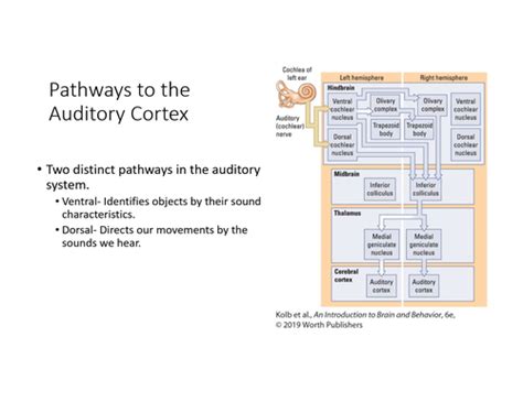 Neuroscience Flashcards Quizlet
