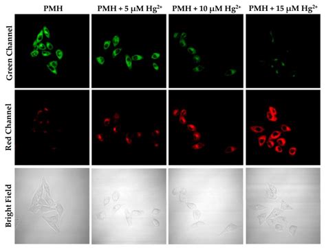 A Novel Ratiometric Fluorescent Probe For Mercury Ii Ions And Application In Bio Imaging Pmc