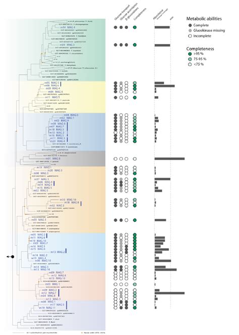 3 Phylogenetic Tree Of The Mags Affiliated With Flavobacterium And 240