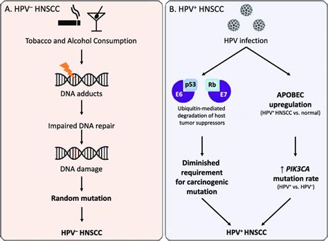 3 Tobacco And Alcohol Consumption Results In Pervasive Mutations In