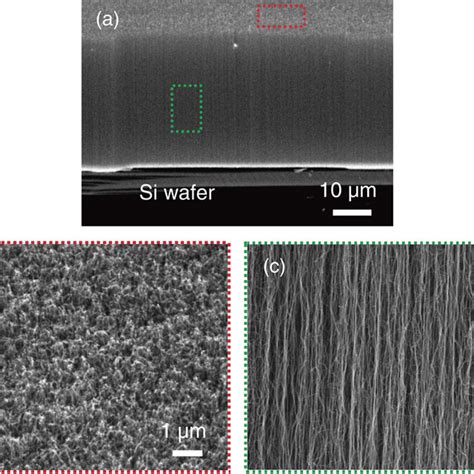 A Cross Sectional Sem Image Of Cnt Array B Top View Of Cnt Array