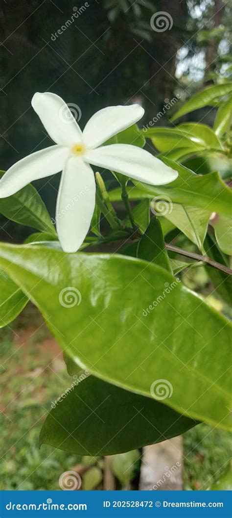 Pichcha Flower Stock Image 252683383