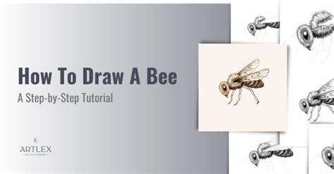 How To Draw A Bee Step By Step Tutorial Artlex