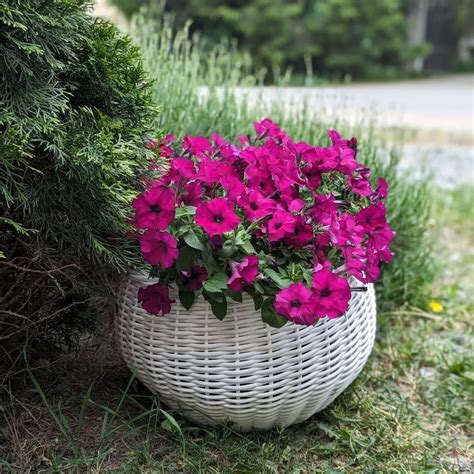 Кашпо з ротангу Вазон Декор для саду Вироби з ротангу Garden Lux Lviv On Threads