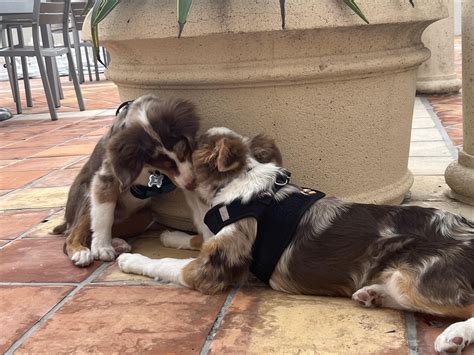 My Wiggle Butt Had A Best Friend Where We Got Him And Thank Goodness One Of My Friends Adopted