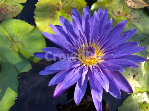 연꽃 보라색꽃 자연 이슬 배경화면 사진이미지일러스트캘리그라피 케이에스에이치작가