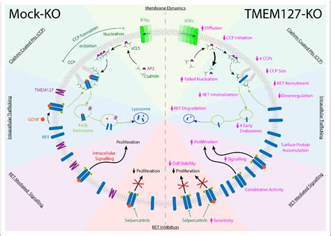 Figure 1 From Loss Of Tumor Suppressor Tmem127 Drives Ret Mediated Transformation Through