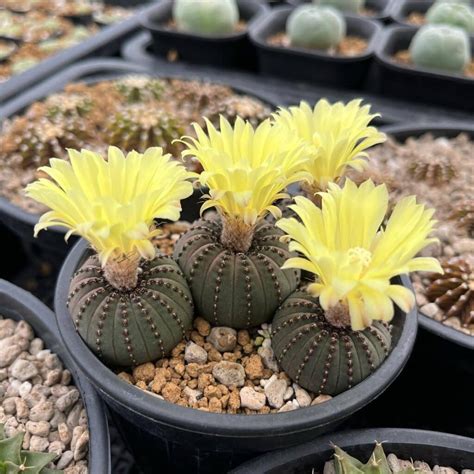 17 Types Of Popular Frailea Pictorial Guide