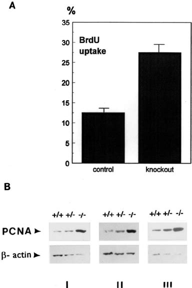 Dna Synthesis Is Increased In The Absence Of C Ebp ␣ A Measure Download Scientific Diagram