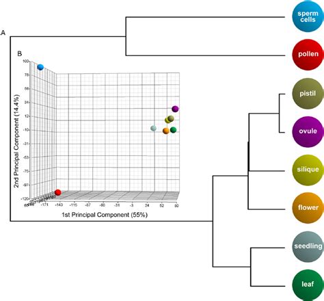 hierarchical clustering and pca of tissue dependent gene expression