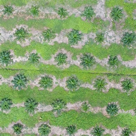 oil palm plantation object detection dataset by object detection
