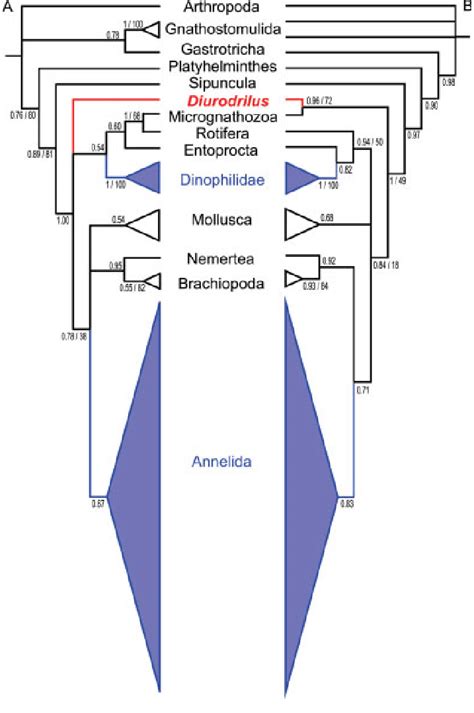 bayesian analyses of ssu and lsu rdna data of 45 lophotrochozoan taxa
