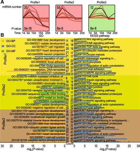 The Mirna Expression Analysis By Stem Clustering A The Profiles That