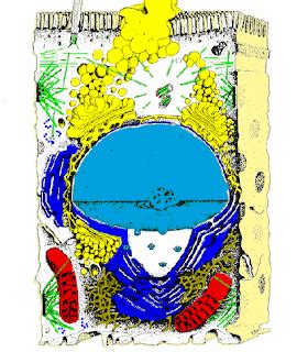 Dulcesitos Nutricion De Las Celulas