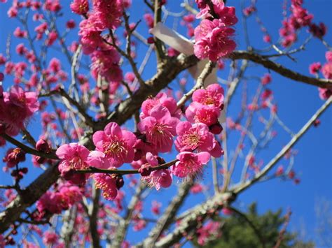 3月のホームページトップ画像について ミユキ産業株式会社