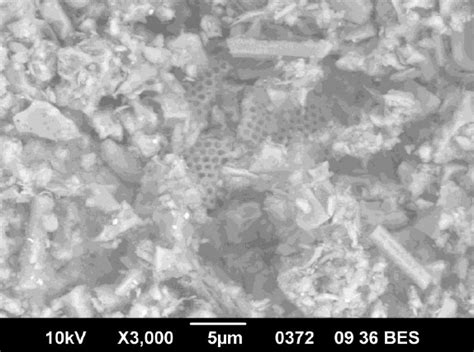 The Image Of Diatomite Structure 3000 Download Scientific Diagram