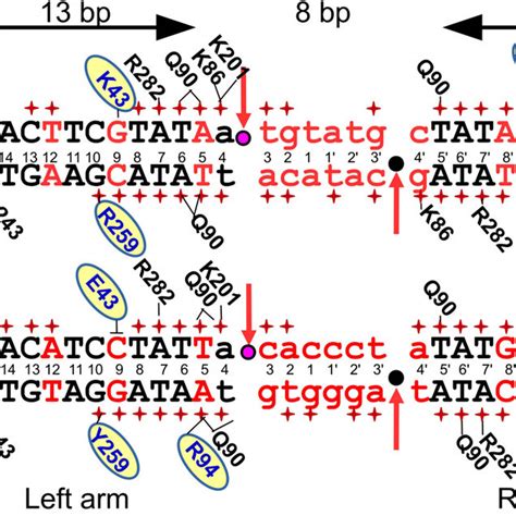 Sequence Of Loxp And Loxltr Recombination Sites And Schematic