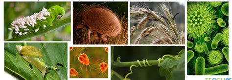 Характерні риси тварин Гетеротрофний тип живлення