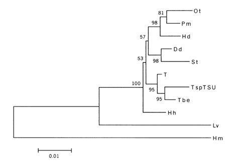 Phylogenetic Tree Inferred From Genetic Distances By The Download Scientific Diagram
