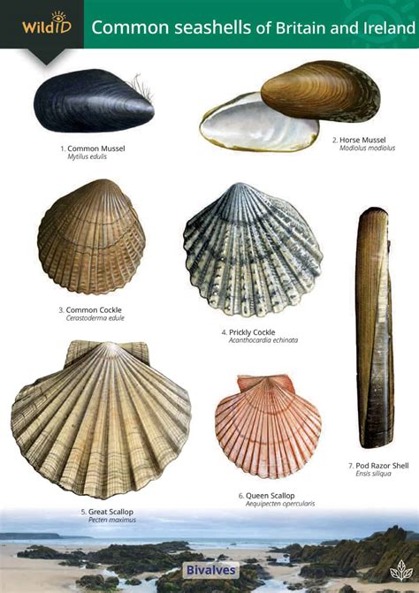 Seashell Identification