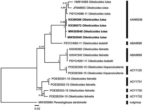 bayesian inference phylogram showing the genetic relationship between