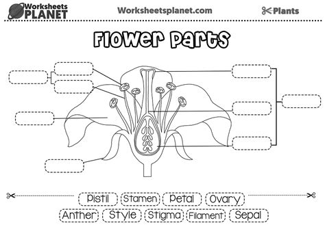 Flower Structure Worksheet Best Flower Site