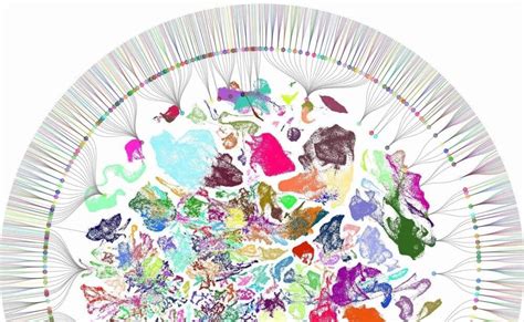 Scientists Unveil First Complete Cellular Map Of Adult Mouse Brain