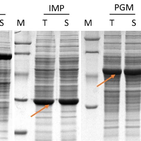 Sds Page Analysis Of Targeted Protein Expression In B Subtilis Sck22 Download Scientific