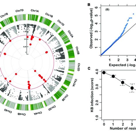 A Circular Manhattan Plot From Genome Wide Scan With A Mixed Linear