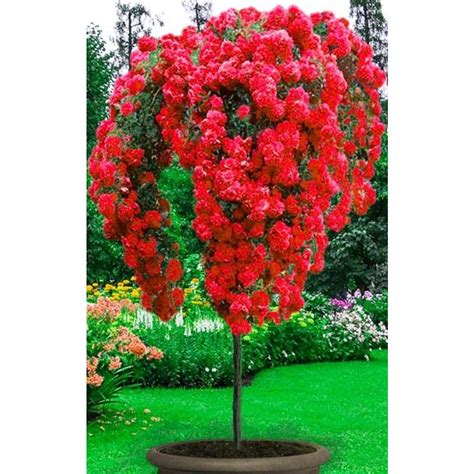 Large Standard Rose Tree Scarlet Weeping