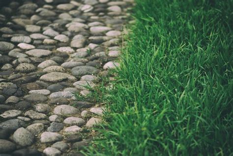 Premium Photo Close Up Of Grass Premium Photo Close Up Of Grass