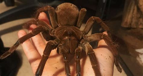Theraphosa Stirmi 101 Care Enclosure Temperament And More