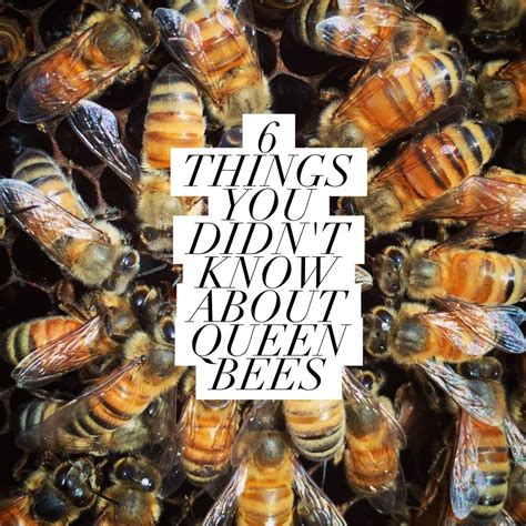 6 Things You Didnt Know About Queen Bees Beekeeping Like A Girl