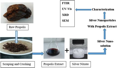 Schematic Procedure For The Biosynthesis Of Silver Nanoparticles With