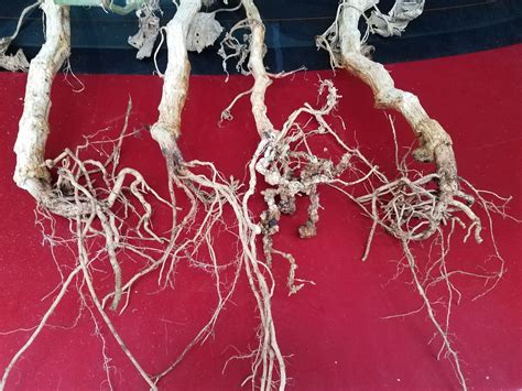 Cucumber And Melon Grafting General Gardening Growing Fruit