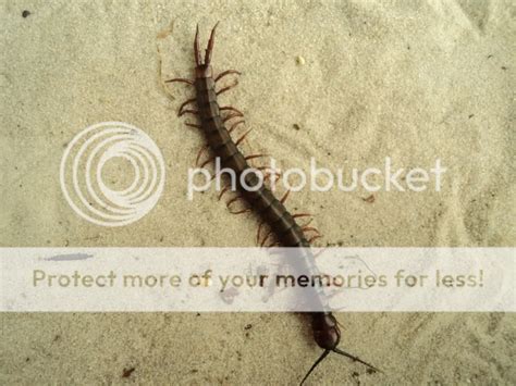 Stunning New Pedes And Some Other Pics Aussie Arachnoboards