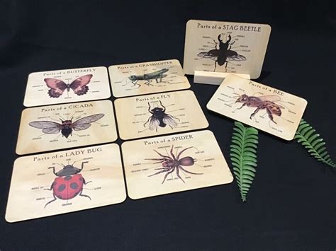 bug anatomy card set