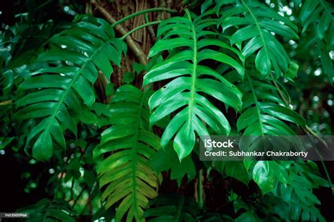 야생에서 자라는 몬스터 필로덴드론 식물의 순수한 녹색 잎 열대 우림 식물 0명에 대한 스톡 사진 및 기타 이미지 0명 관목 꽃 식물 Istock