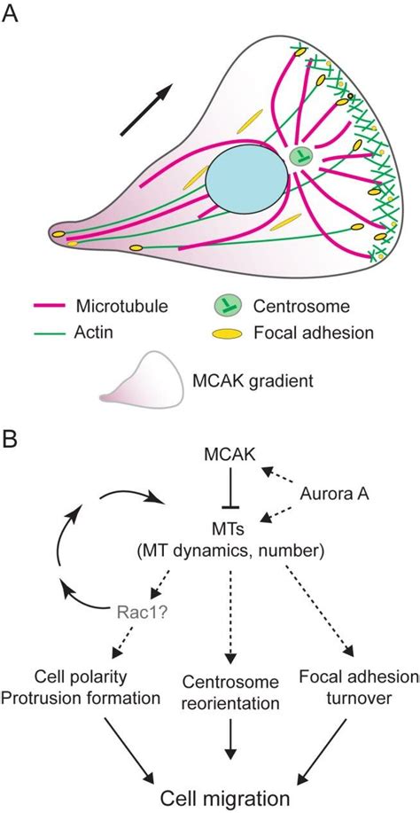 Mcak Regulated Mt Dynamics Affects Directional Cell Migration A
