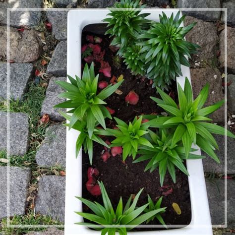 Giboshi Giboshi Added A New Photo