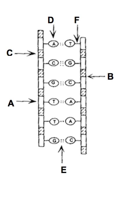 Dna Structure Labelling Diagram Quizlet
