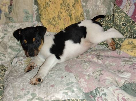 Rat Terrier Puppies For Sale