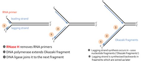 L2 Dna Replication Code Of Life Flashcards Quizlet
