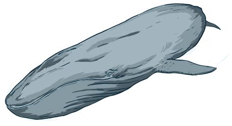 Gray Whale Drawing Free Download On Clipartmag