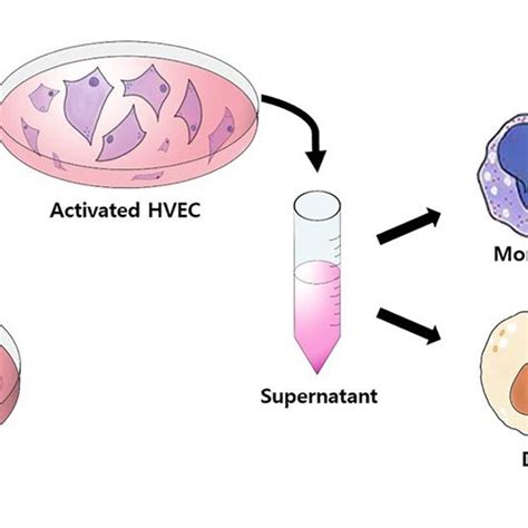 Schematic Flow Chart For The Research Procedureshuman Vaginal