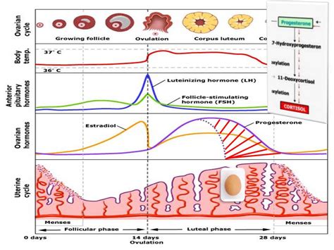 Womens Hormonal Cycle Chart Female Hormone Lifecycle