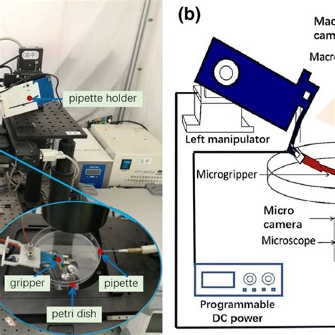 The Schematic Illustration Of The Whole Process Of Cell Microinjection Download Scientific Diagram