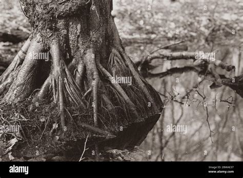 Many Small Roots Of A Tree That Stand In The Water Tree Roots In Water Black And White Photo