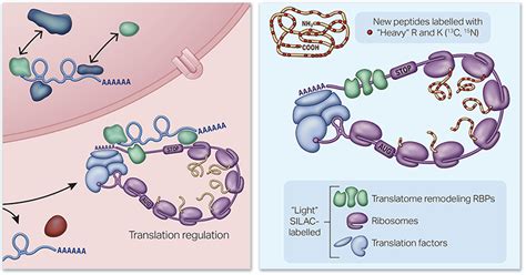 Journal Figure Illustration Rna Epigenetics Sheena Gingerich