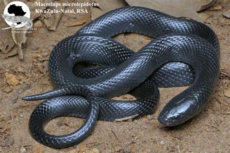 Macrelaps Microlepidotus The Reptile Database